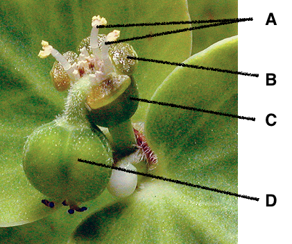Solved Label the inflorescence parts (A-D) | Chegg.com