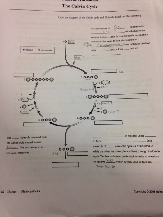 Solved: The Calvin Cycle The Disgram Of The Calvin Cycle A... | Chegg.com