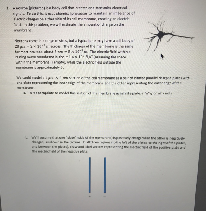 Solved A neuron (pictured) is a body cell that creates and | Chegg.com