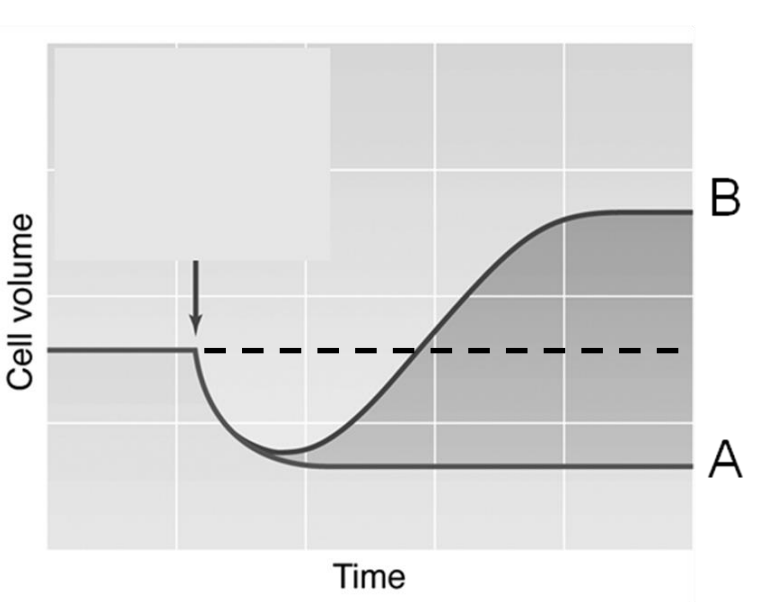 Solved 1. The intracellular osmolarity is ~300 mOsM. Which | Chegg.com