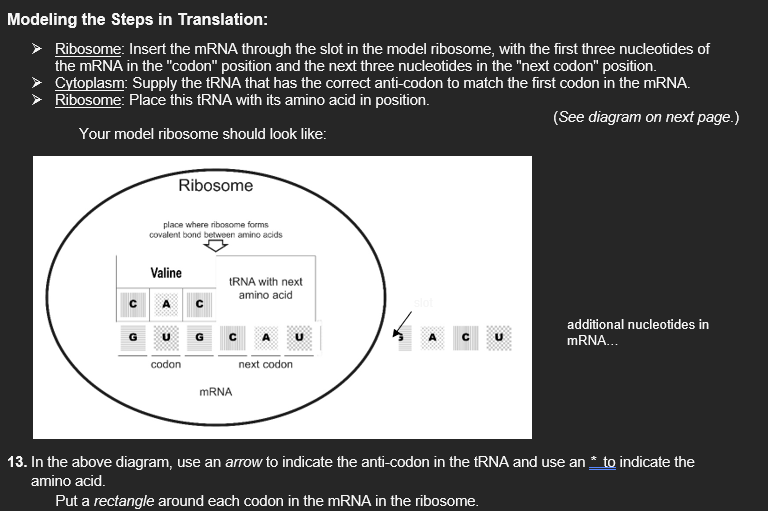 Solved Modeling the Steps in Translation: > Ribosome: Insert | Chegg.com