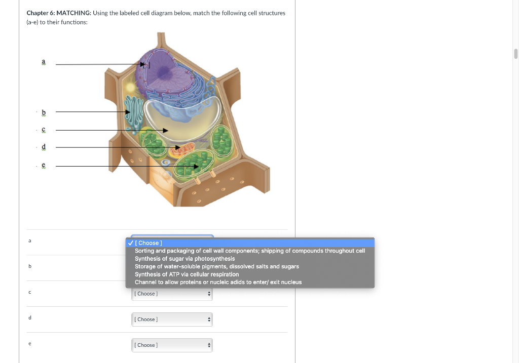 Solved Chapter 6: MATCHING: Using the labeled cell diagram | Chegg.com