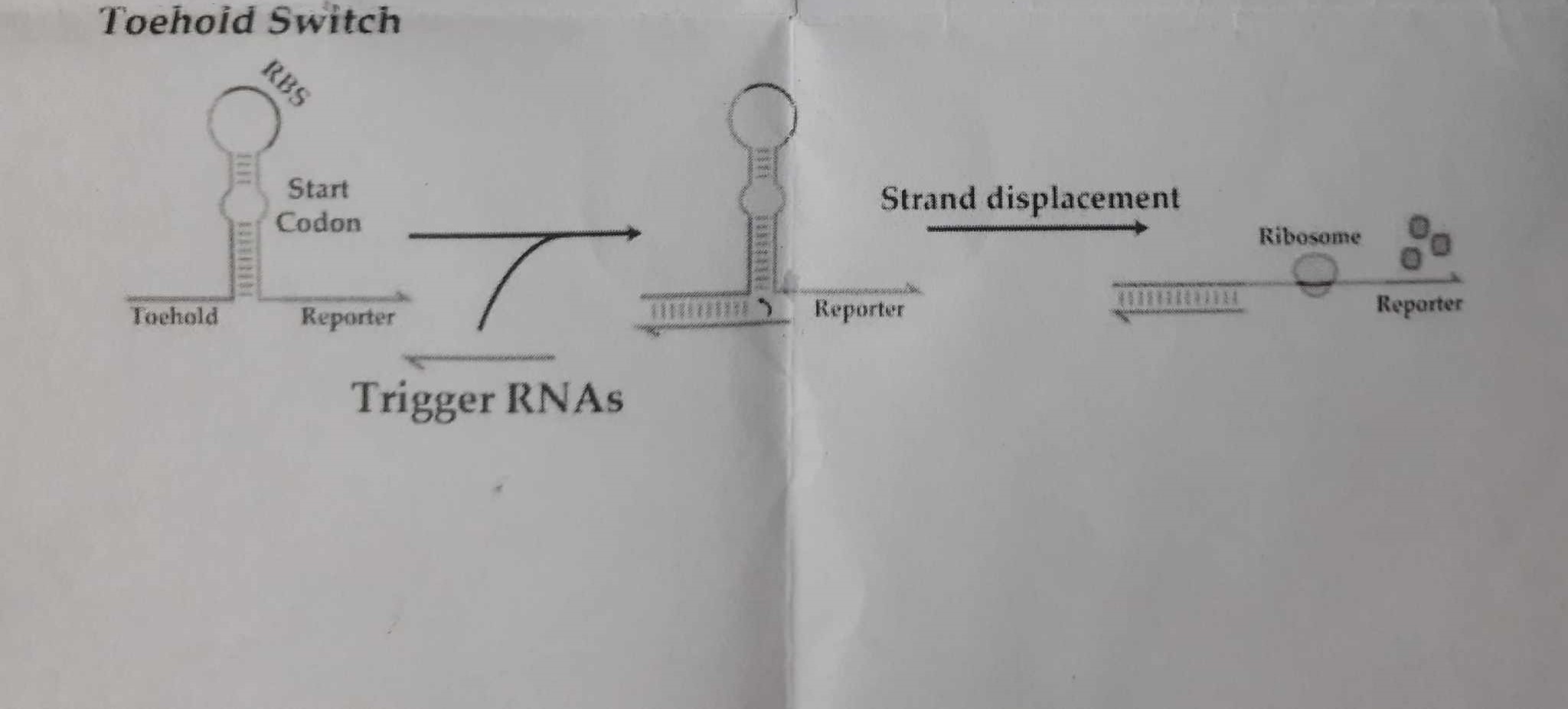 Solved Toehold RNA switches contain a "toehold" region | Chegg.com