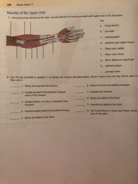 Solved 7. Using the terms from the key on the right, | Chegg.com