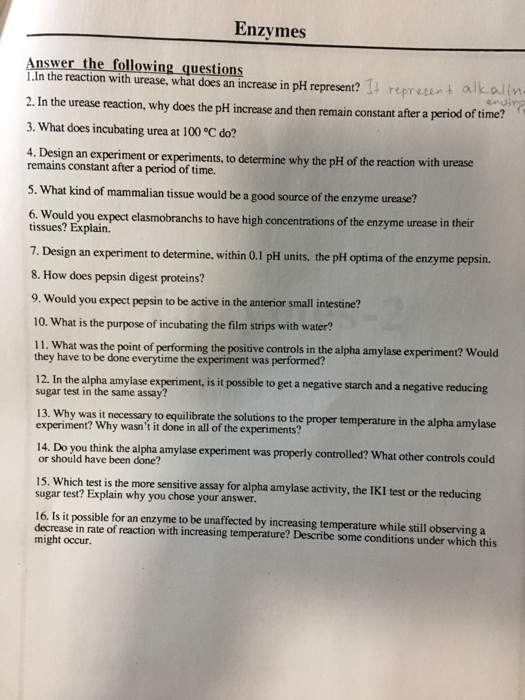 Solved Enzymes 1.In the reaction with urease, what does an | Chegg.com