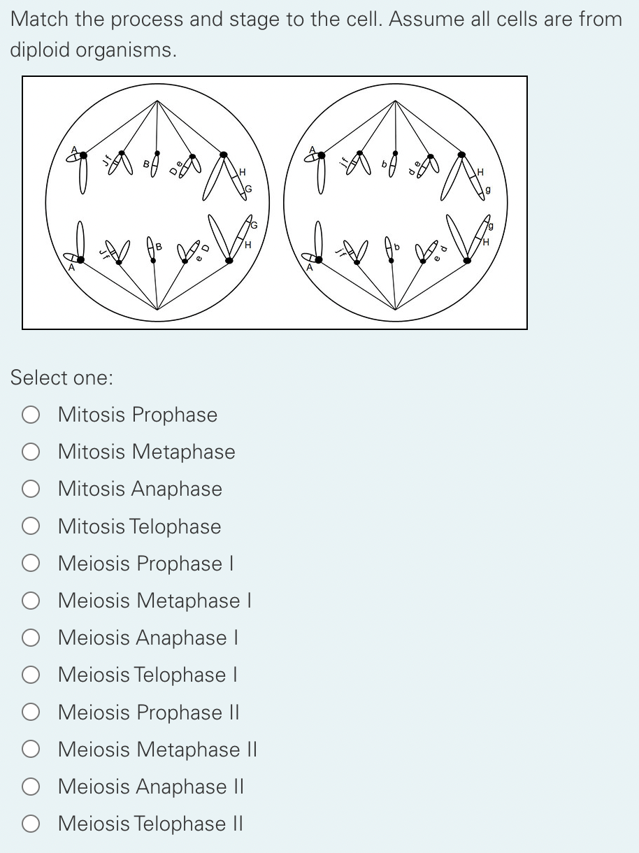 Solved Match the process and stage to the cell. Assume all | Chegg.com