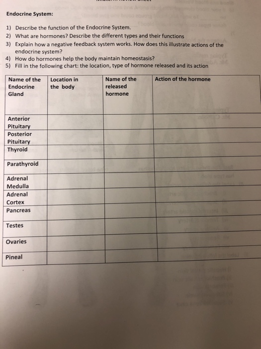 Solved Endocrine System: Describe the function of the | Chegg.com
