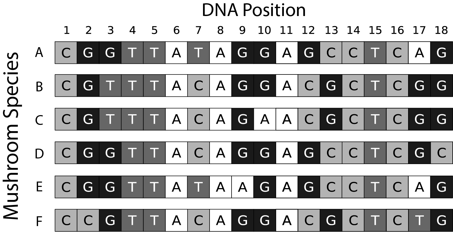 Here are the first eighteen positions of a DNA | Chegg.com