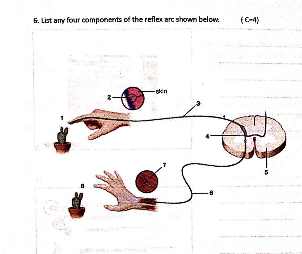 Solved 6. List any four components of the reflex arc shown | Chegg.com
