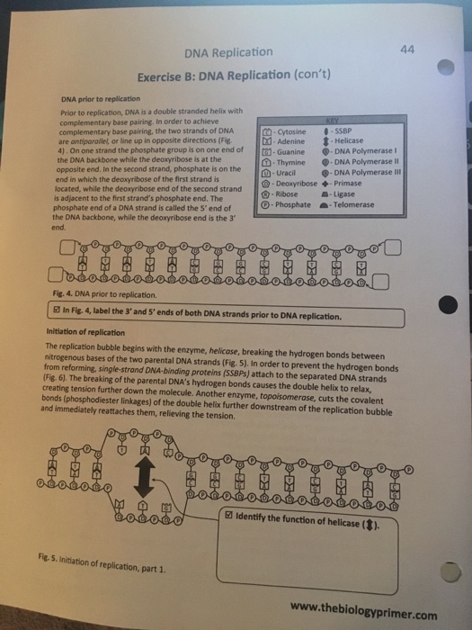 Solved DNA Replication Exercise B: DNA Replication (con't) | Chegg.com