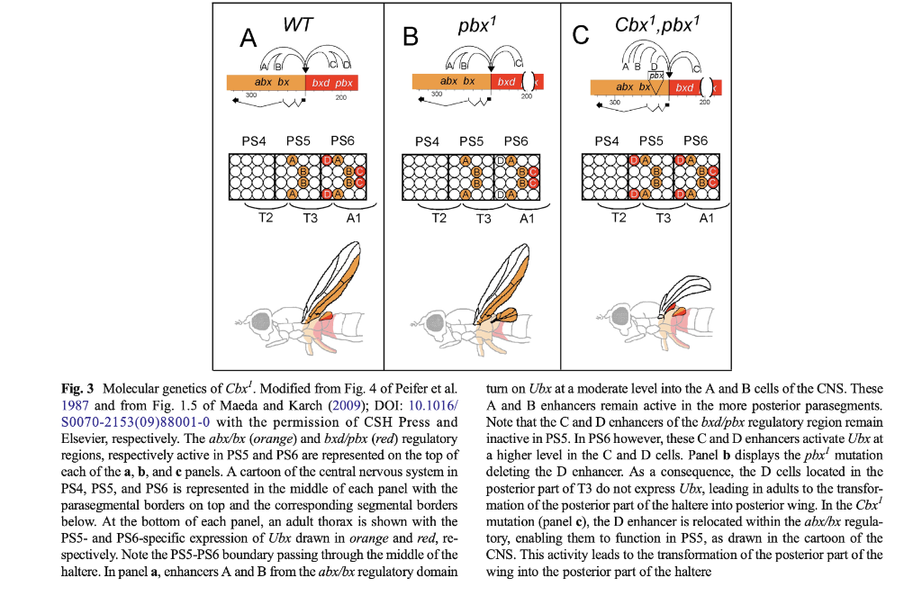 Say you’re looking at the Cbx1 | Chegg.com