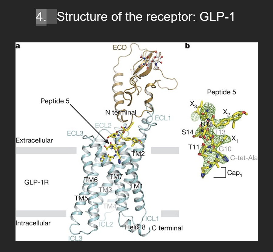 Solved please explain molecular Structure of the receptor: | Chegg.com