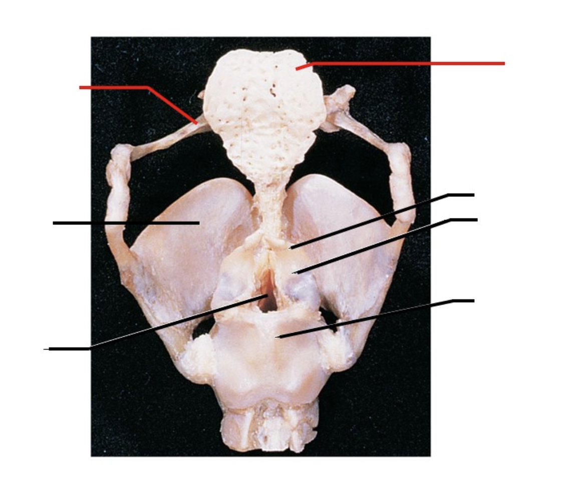 Solved Respiratory System Id The Highlighted Images Id Chegg
