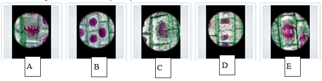 Solved Cell Division Lab Assignment Estimating the Time | Chegg.com