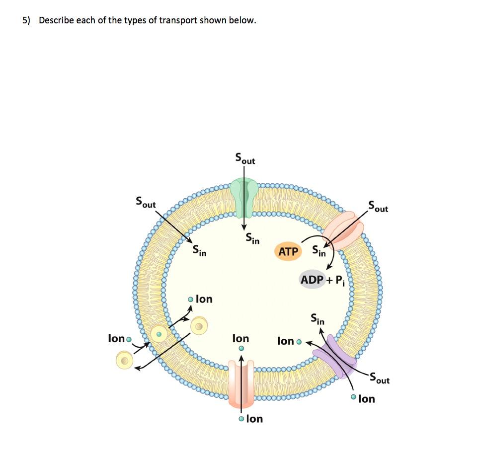 Solved 5) Describe each of the types of transport shown | Chegg.com