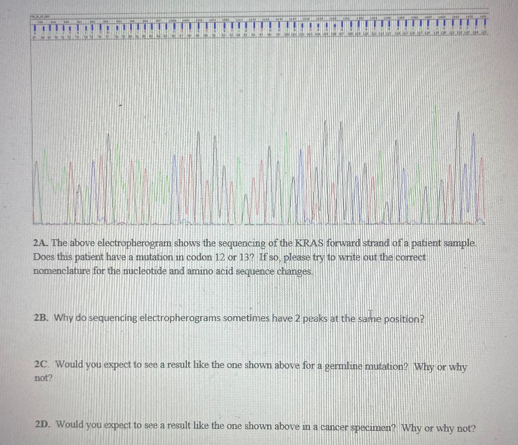 Solved 2A. The above electropherogram shows the sequencing | Chegg.com