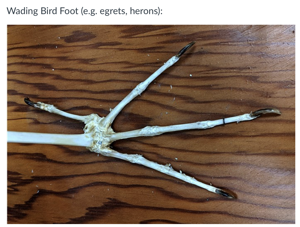 Solved Below are photographs of feet of four different types | Chegg.com