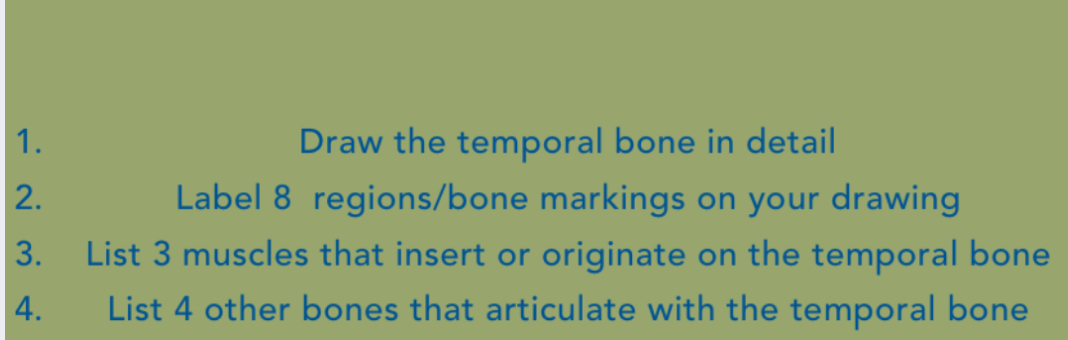 Draw the temporal bone in detailLabel 8 ﻿regions/bone | Chegg.com