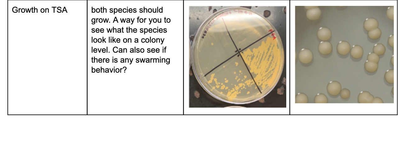 Solved describe grab Test Results and description for | Chegg.com
