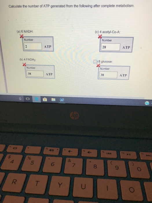 Solved Calculate the number of ATP generated from the | Chegg.com