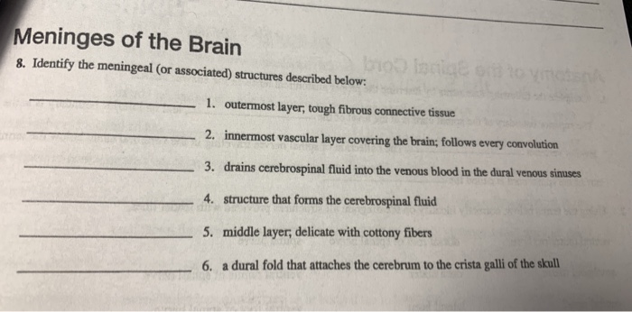 Solved Meninges of the Brain 8. Identify the meningeal (or | Chegg.com
