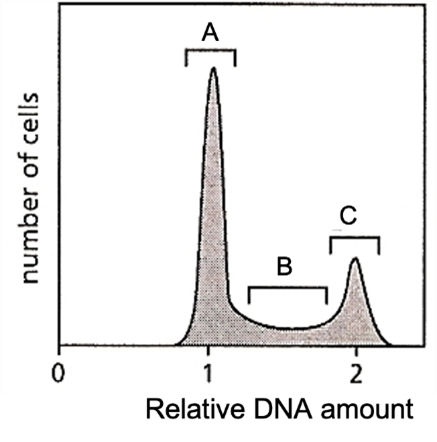 Shown above is the DNA amount per cell for a typical | Chegg.com