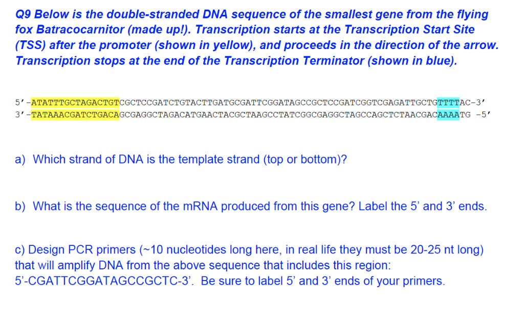 Solved Q9 Below is the double-stranded DNA sequence of the | Chegg.com