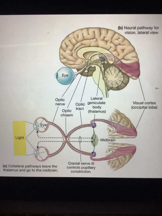 Occipital Nerve And Vision
