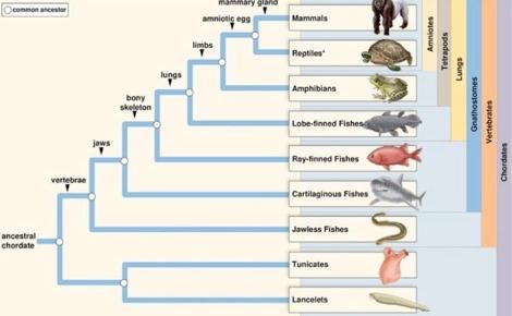 Solved The eggs of monotremes are similarly textured to the | Chegg.com