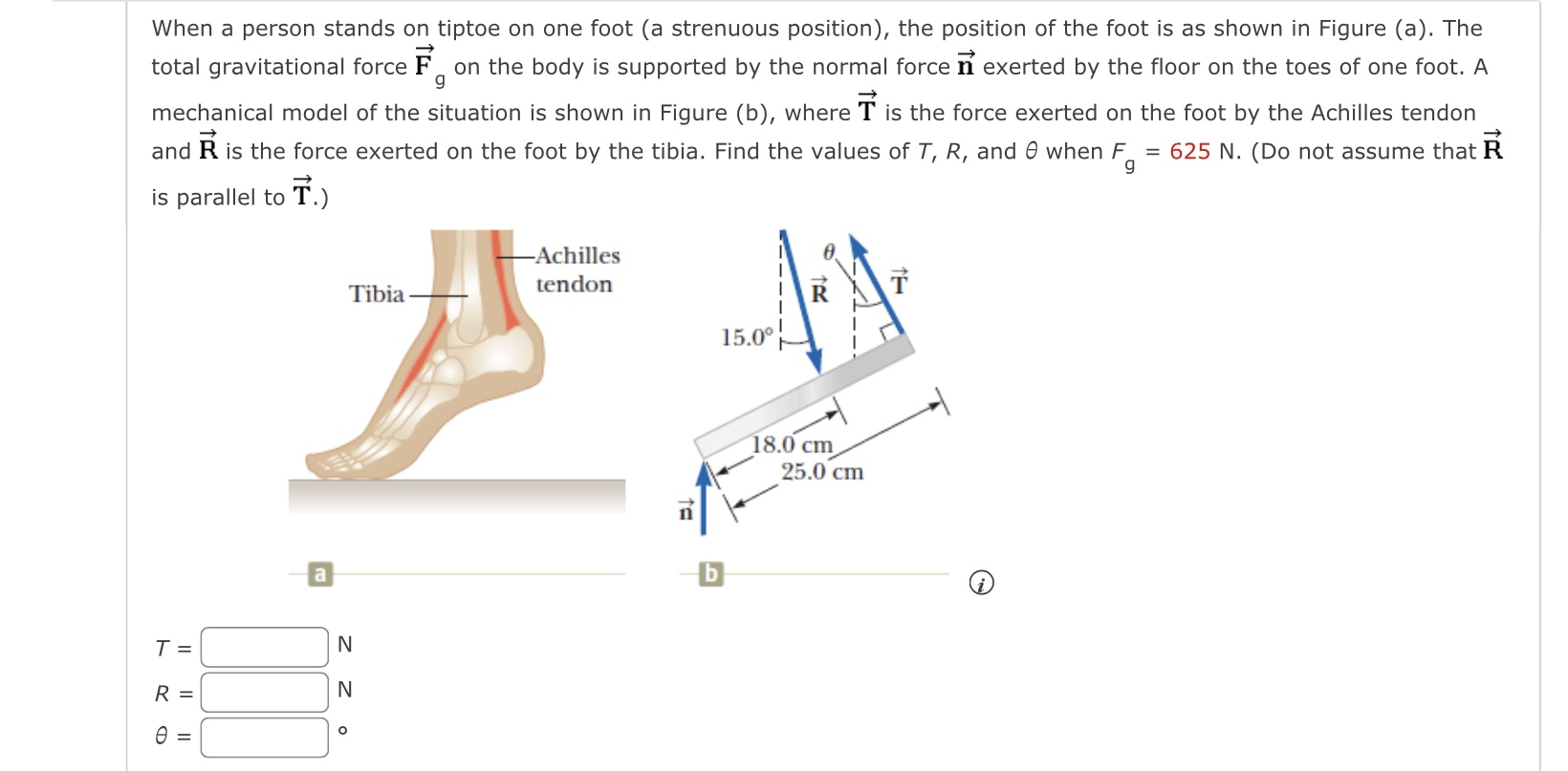 Solved When a person stands on tiptoe on one foot (a | Chegg.com