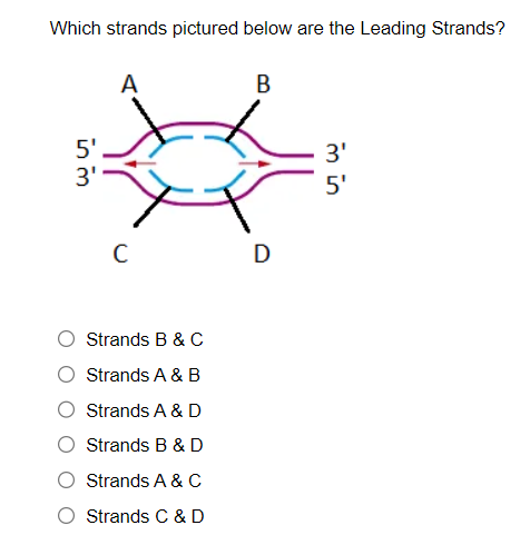 Solved Which strands pictured below are the Leading Strands? | Chegg.com