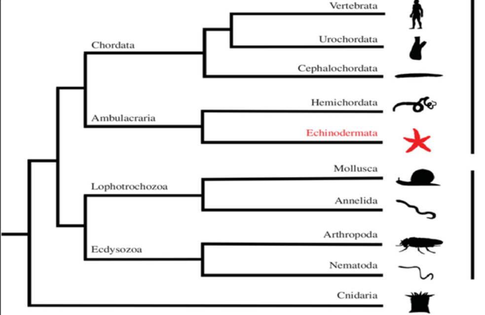 Solved In the phylogeny above, Cnidaria, Nematoda, and | Chegg.com