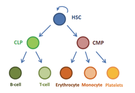 Hematopoietic stem cells (HSCs) are multipotent stem | Chegg.com