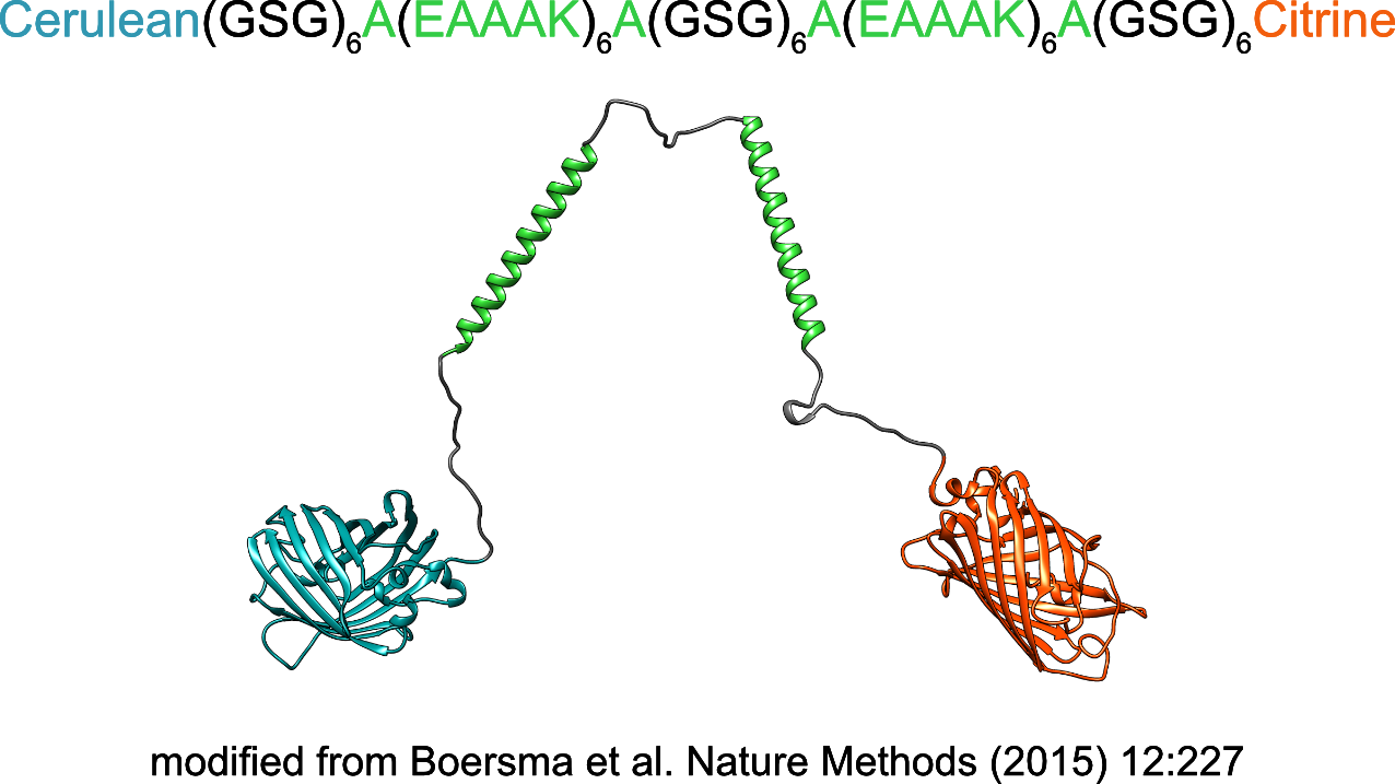 Solved What is the importance of GE protein? Yes, it is | Chegg.com