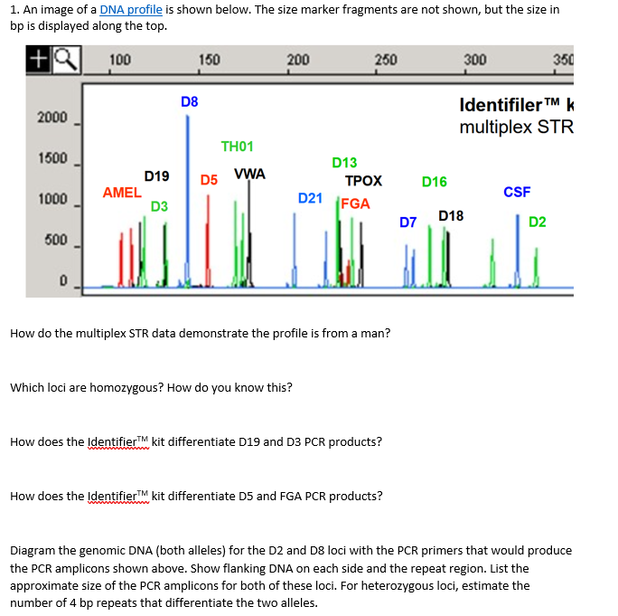 1. An image of a DNA profile is shown below. The size | Chegg.com