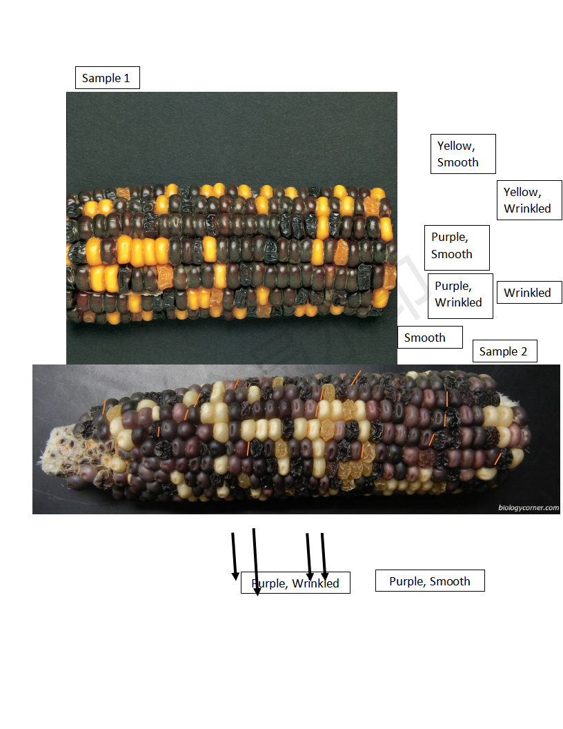 Genetics of Corn Corn is one of the world's most | Chegg.com