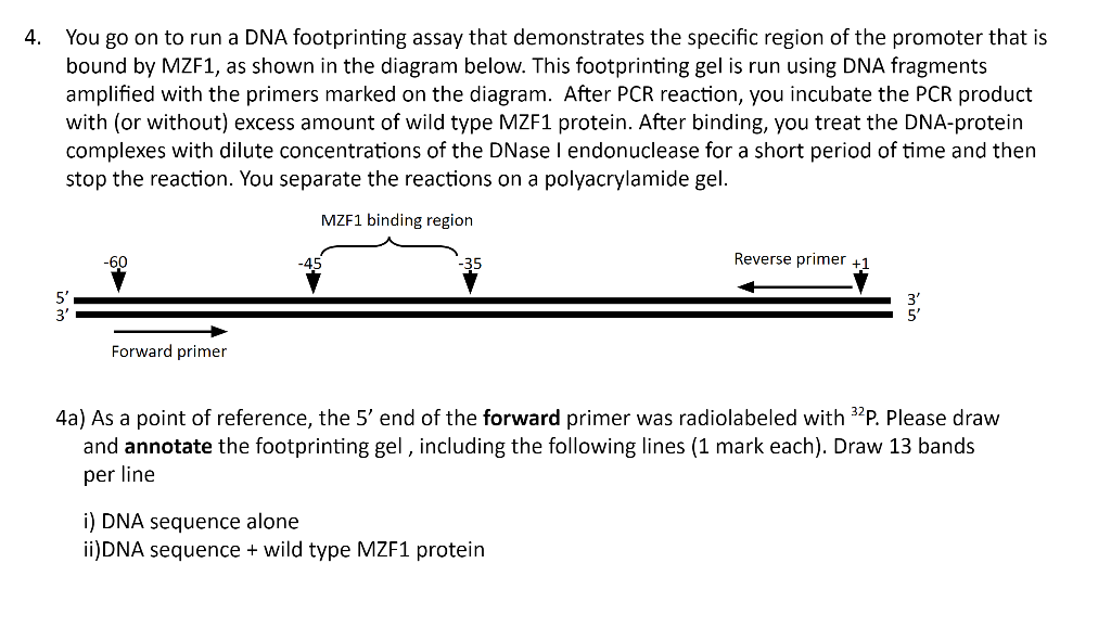 You go on to run a DNA footprinting assay that | Chegg.com