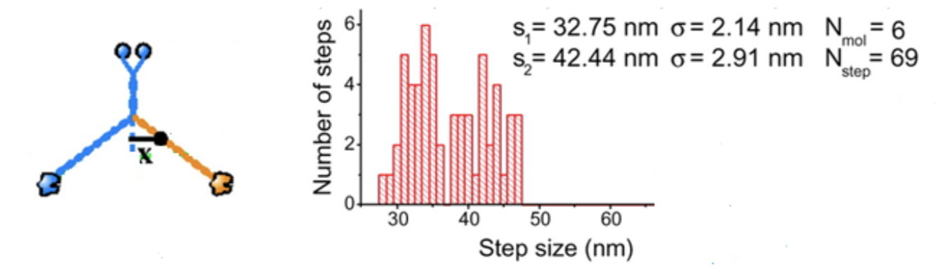 Single-molecule experiments have been performed on | Chegg.com