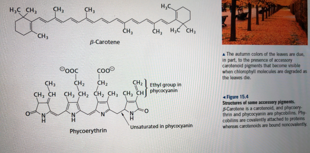 Solved 1. What are accessory pigments and what is their | Chegg.com