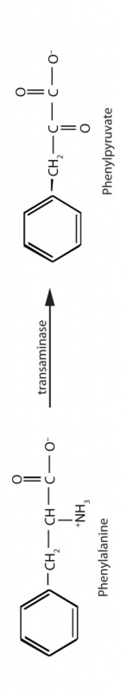 Solved transaminase Phenylalanine Phenylpyruvate | Chegg.com