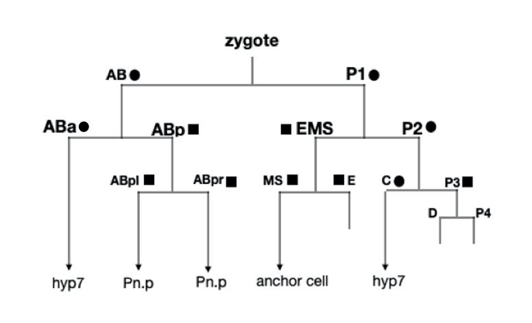 Solved 1. Since vuval induction involves the anchor cell, | Chegg.com