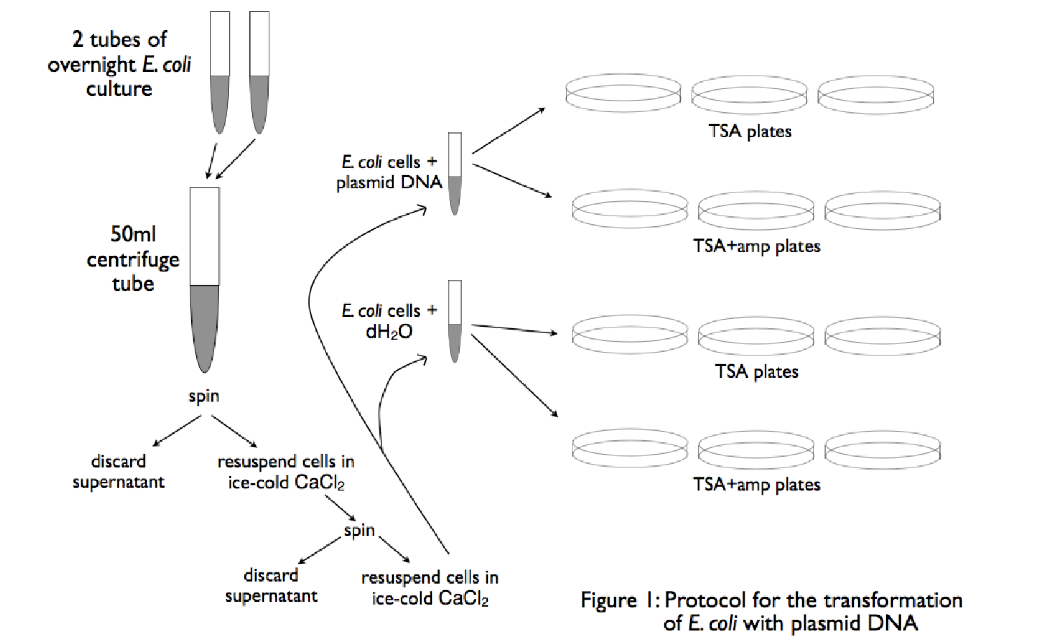 Solved What three conditions are required to generate | Chegg.com