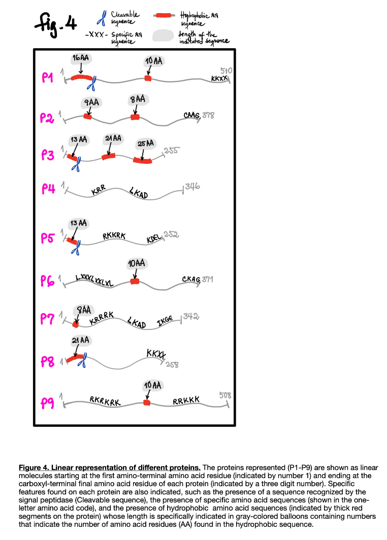 Solved Figure 4. Linear representation of different | Chegg.com
