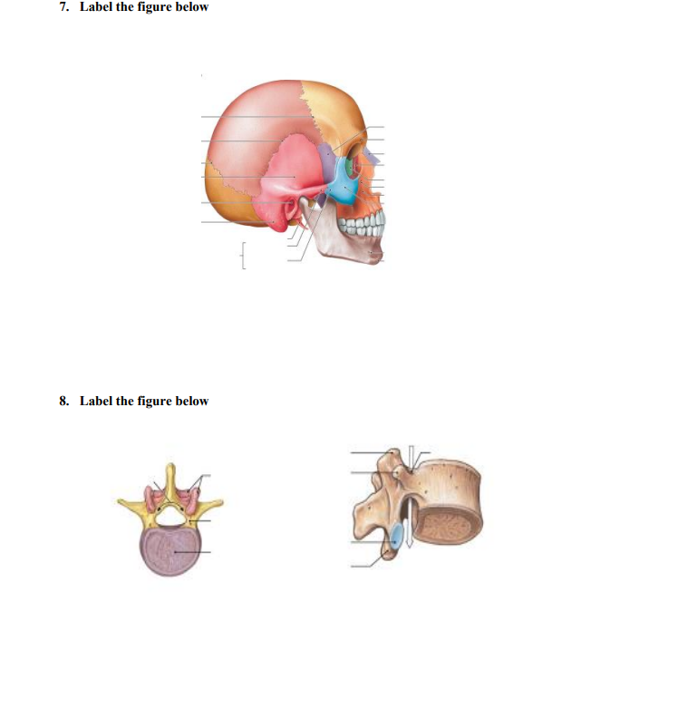 Solved 7. Label the figure below 8. Label the figure below | Chegg.com