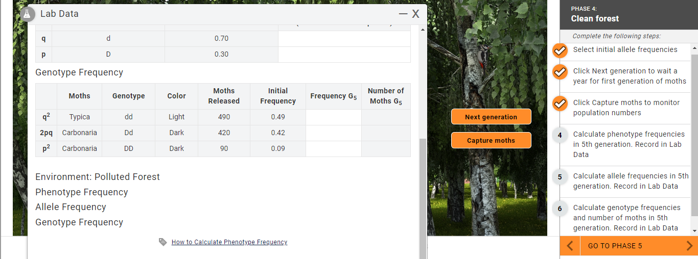 Solved Lab Data Phenotype Frequency Allele Frequency | Chegg.com