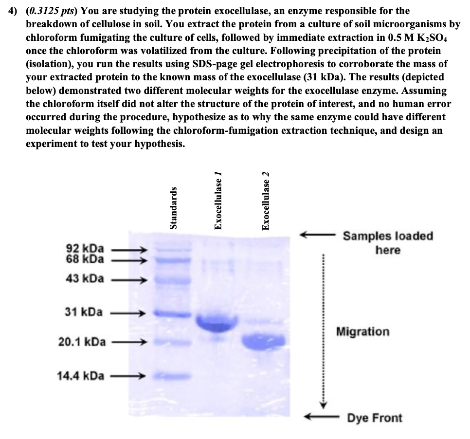 4) (0.3125 pts) You are studying the protein | Chegg.com
