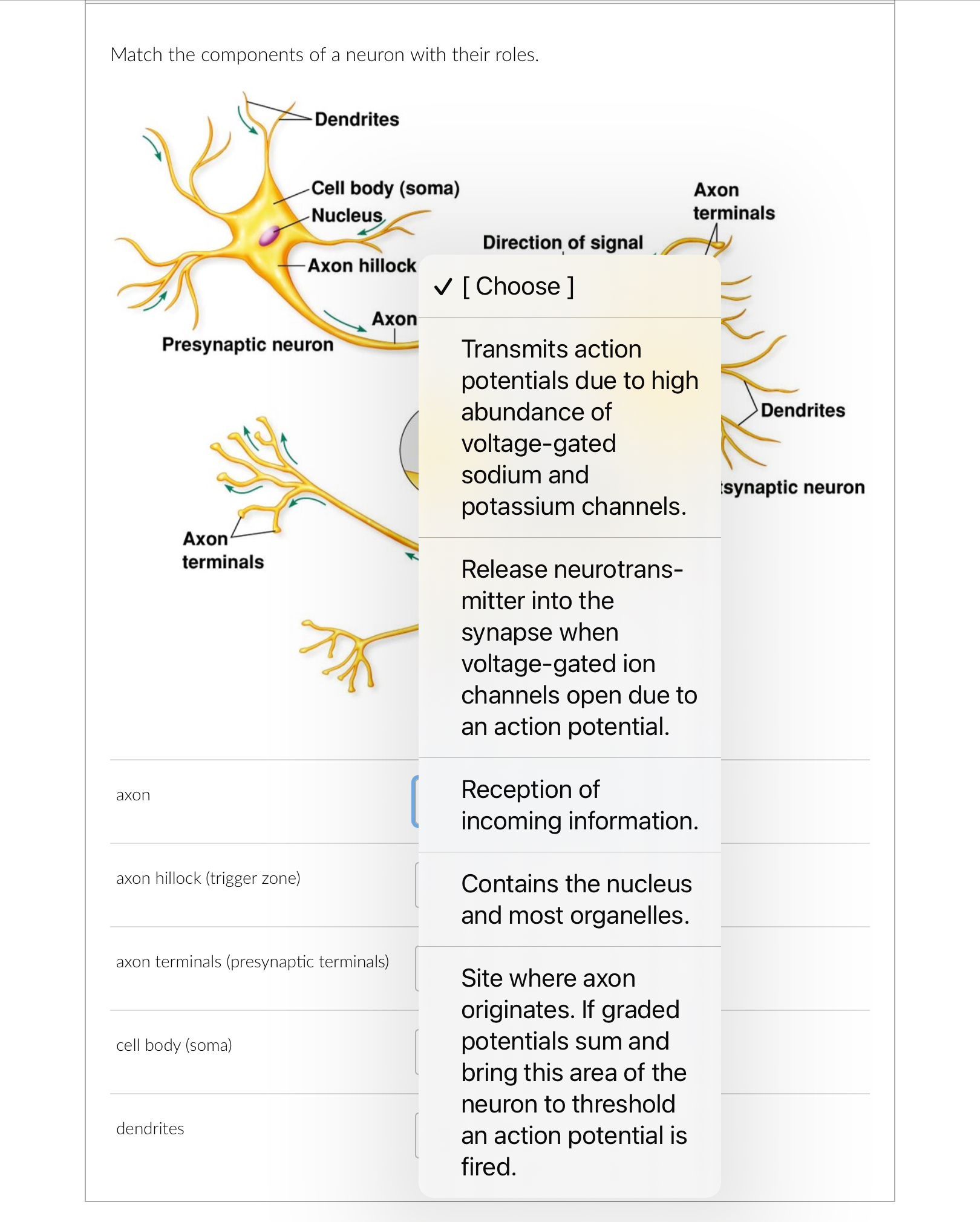 Solved Match the components of a neuron with their roles. | Chegg.com