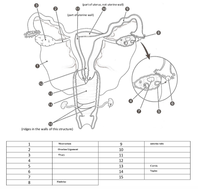 Solved Identify the numbered structures below in the | Chegg.com