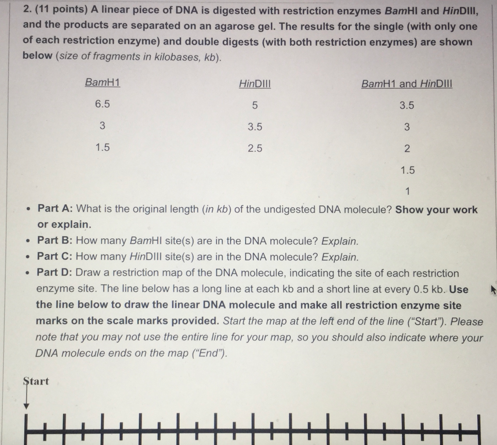 Solved A linear piece of DNA is digested with restriction | Chegg.com