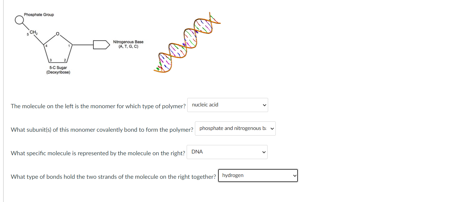 Solved The molecule on the left is the monomer for which | Chegg.com